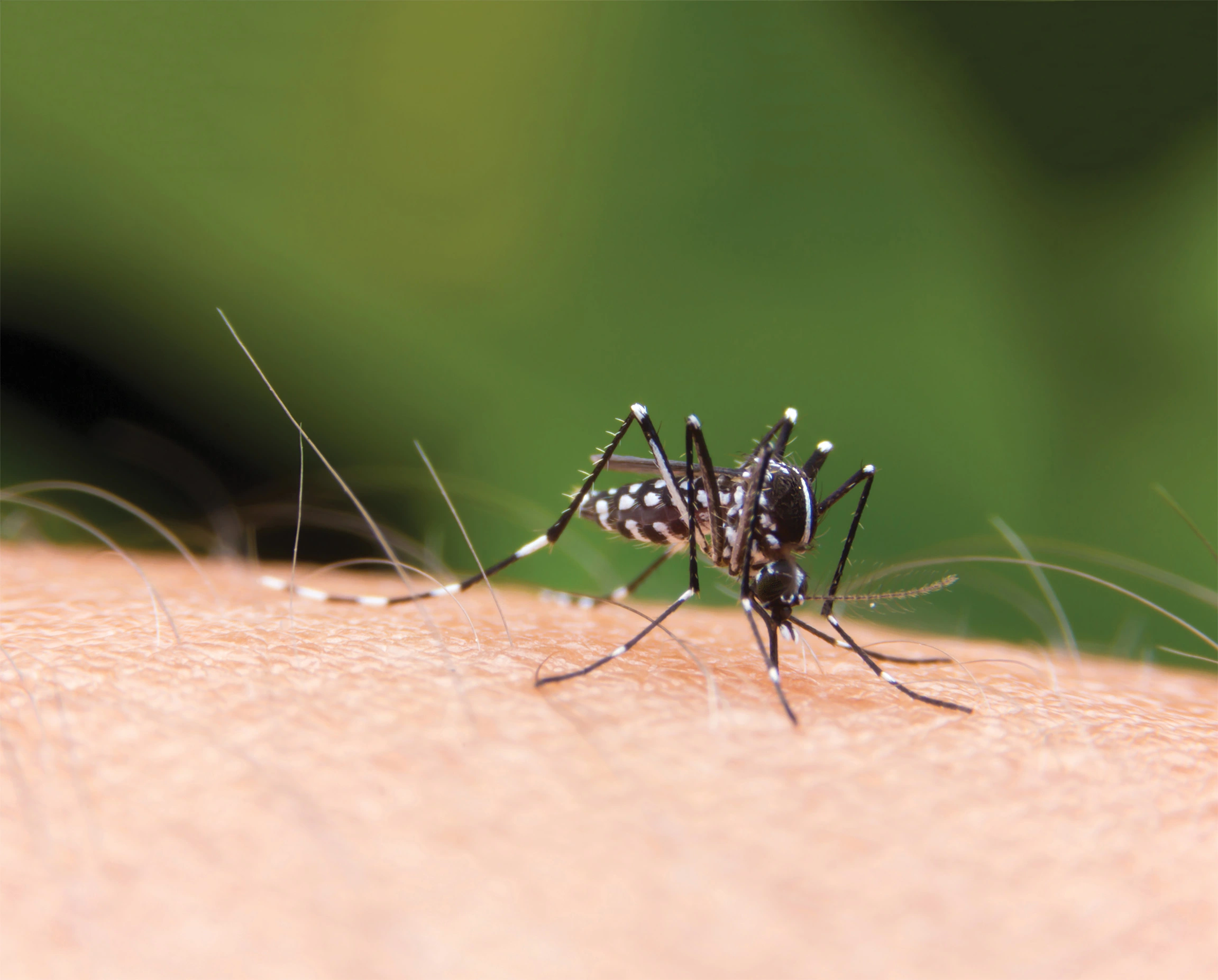 Custom private label insect repellent | Primmed